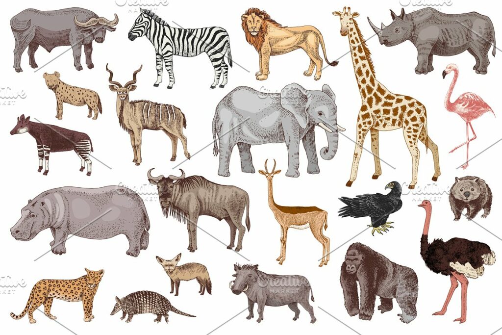 Hand Drawn Savannah Animals – MasterBundles