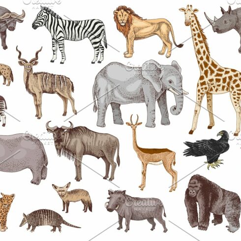 Hand Drawn Savannah Animals – MasterBundles