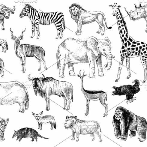 Hand Drawn Savannah Animals – MasterBundles
