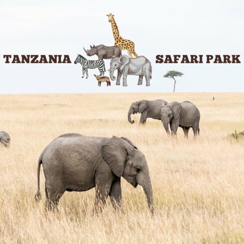 Hand Drawn Savannah Animals – MasterBundles