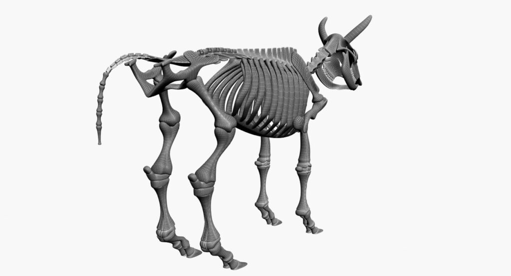 Animal Skeleton Collection 3D model – MasterBundles