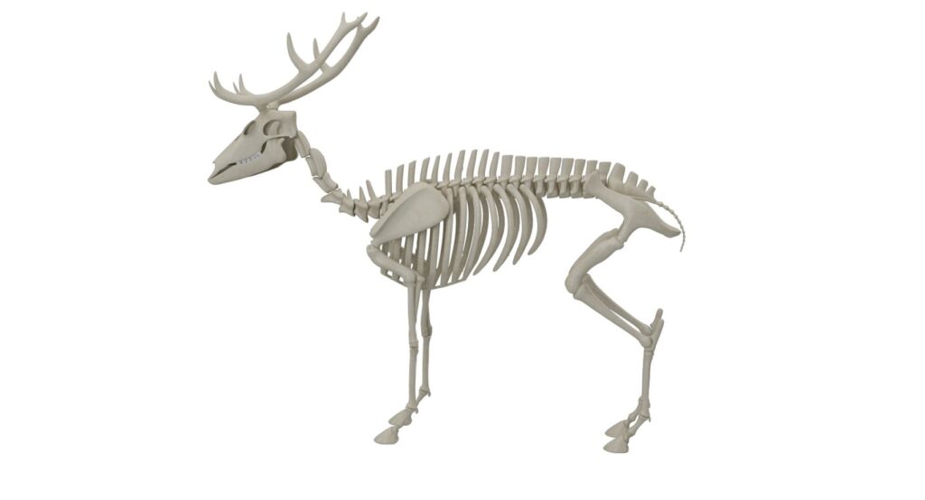 Animal Skeleton Collection 3D model – MasterBundles