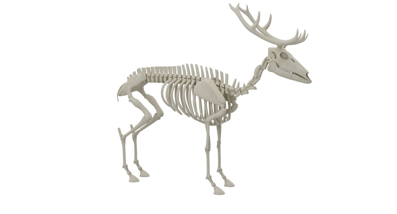 Animal Skeleton Collection 3D model – MasterBundles