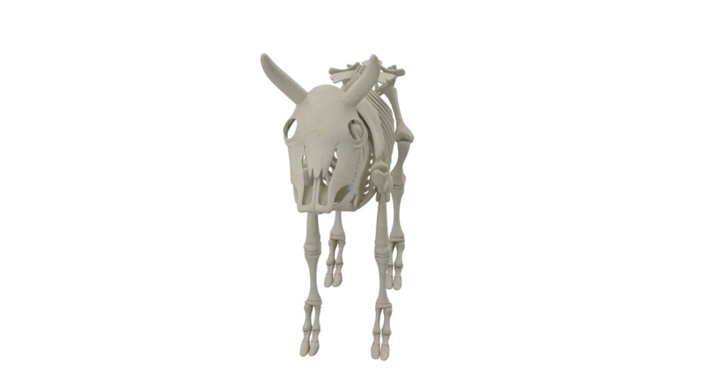 Animal Skeleton Collection 3D model – MasterBundles