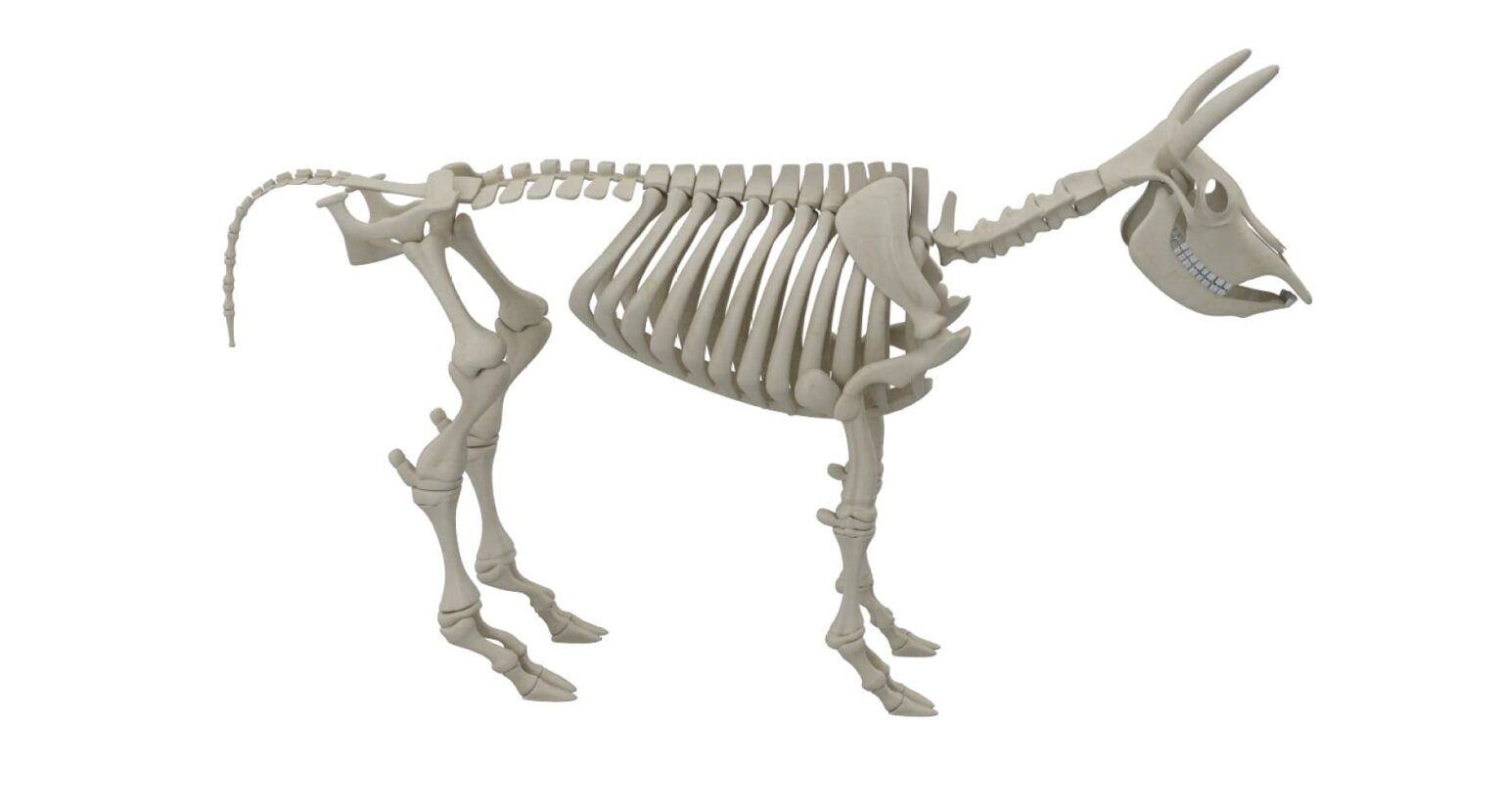 Animal Skeleton Collection 3D model – MasterBundles