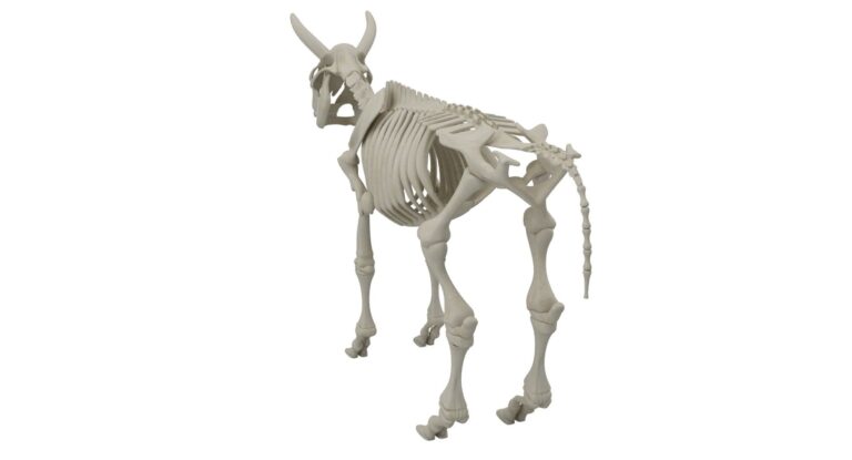 Animal Skeleton Collection 3D model – MasterBundles