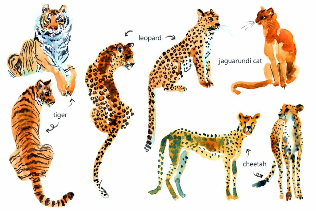 Watercolor WILD Cats – MasterBundles