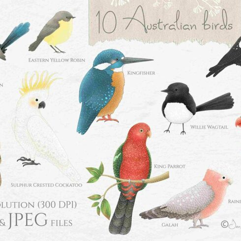 Australian Birds & Flowers – MasterBundles
