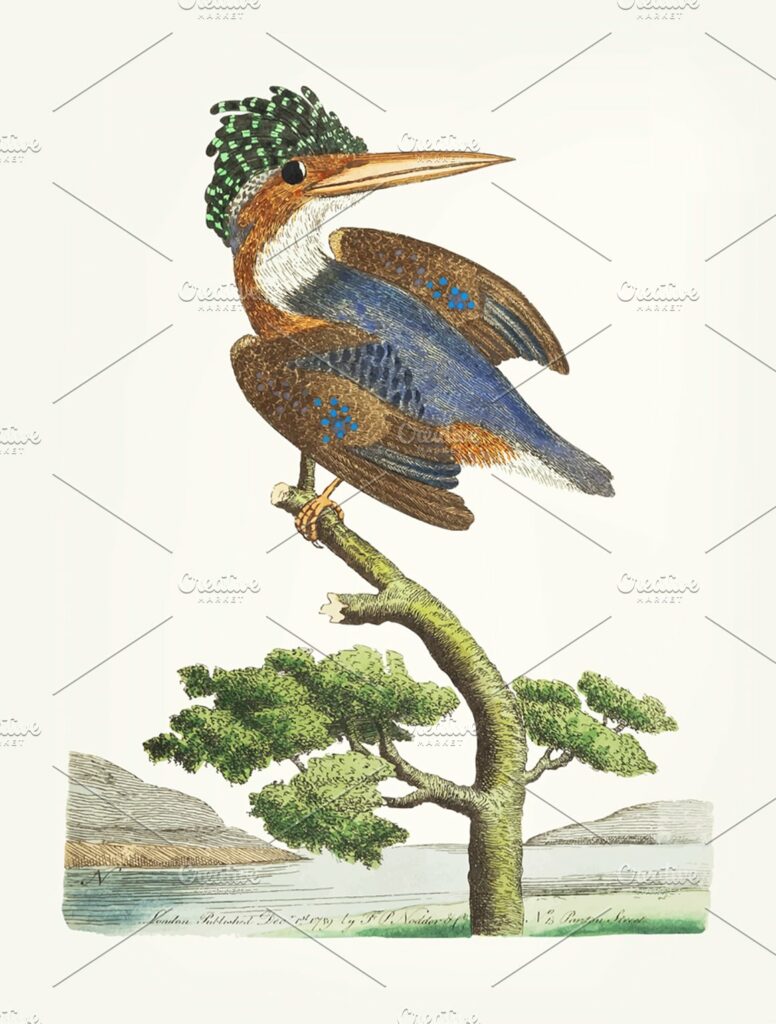 Hand Drawn Crested Kingfisher – MasterBundles