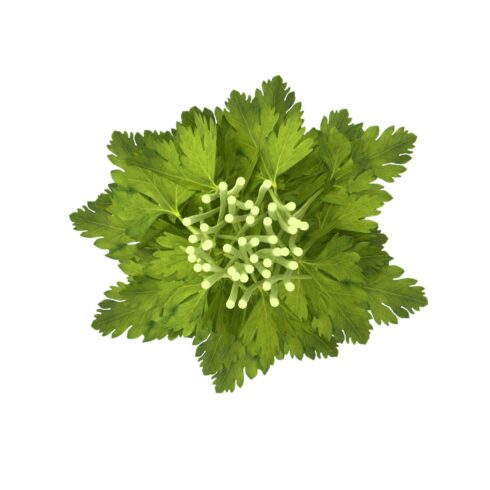 Celery Bunch – MasterBundles