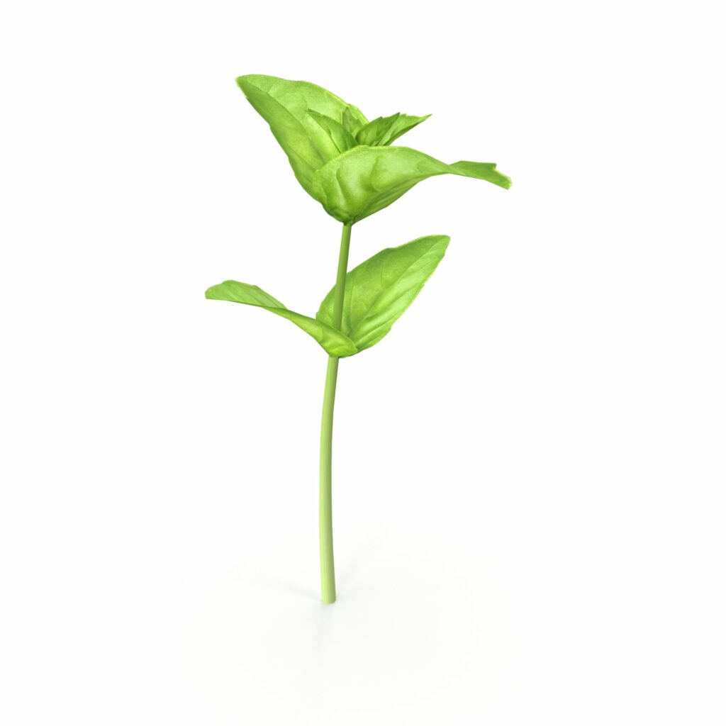 Cinnamon Basil – MasterBundles
