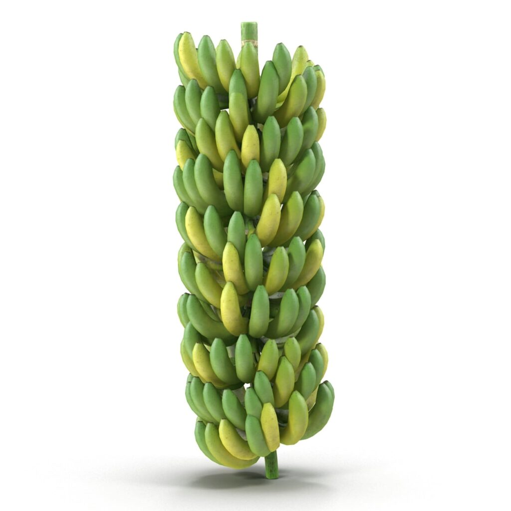 Bunch of Bananas – MasterBundles