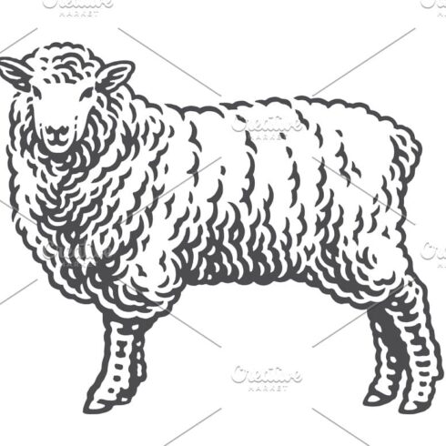 Sheep Hand Drawn Illustration – MasterBundles