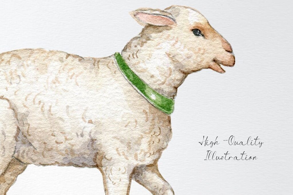Watercolor Lamb, Sheep Clipart – MasterBundles
