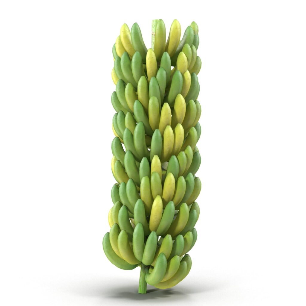 Bunch of Bananas – MasterBundles