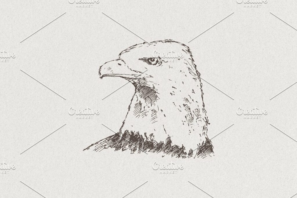 Collection Of Eagles Drawings – MasterBundles