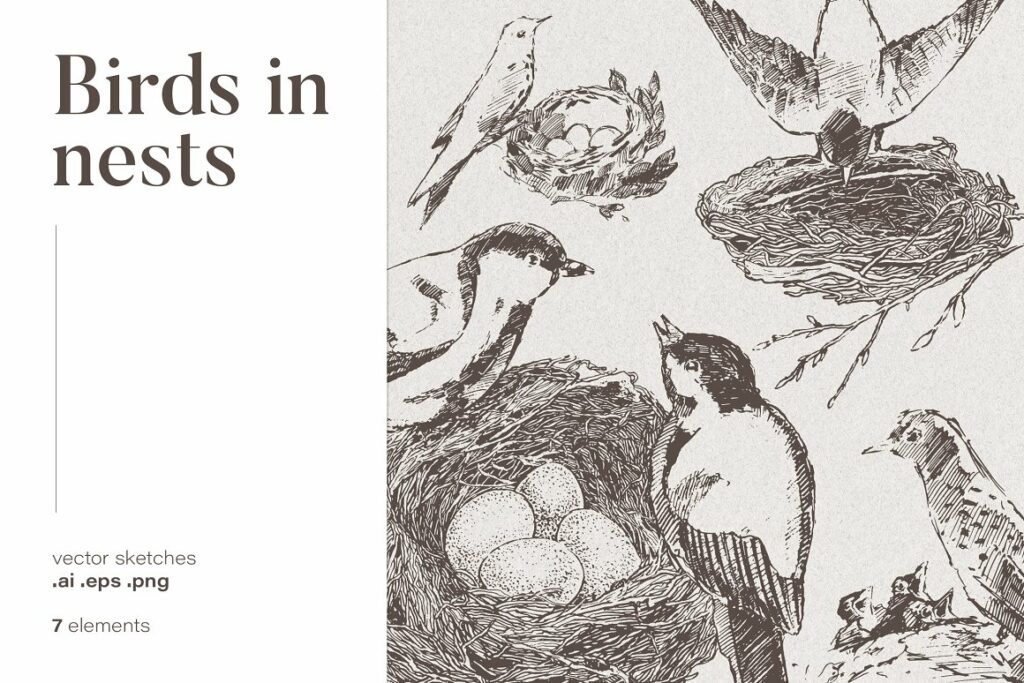 Collection Of Birds Drawings – MasterBundles