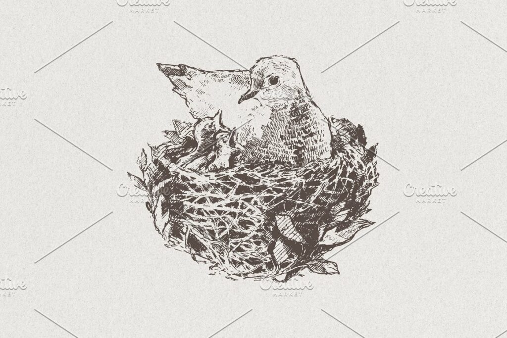 Collection Of Birds Drawings – MasterBundles