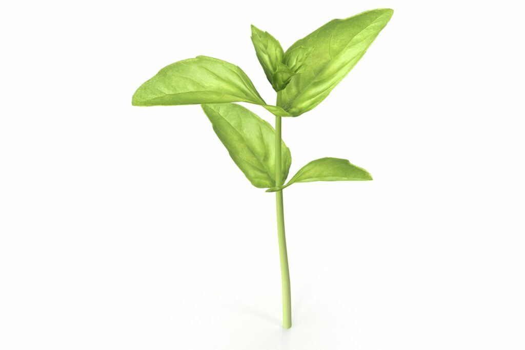 Cinnamon Basil – MasterBundles