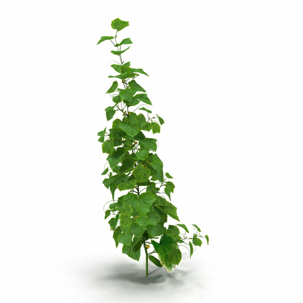 Cucumbers Bush – MasterBundles