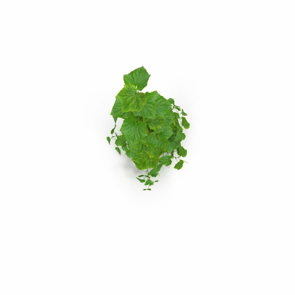 Cucumbers Bush – MasterBundles