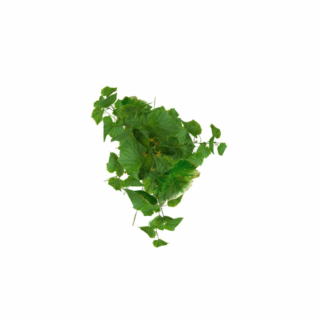 Cucumbers Bush – MasterBundles