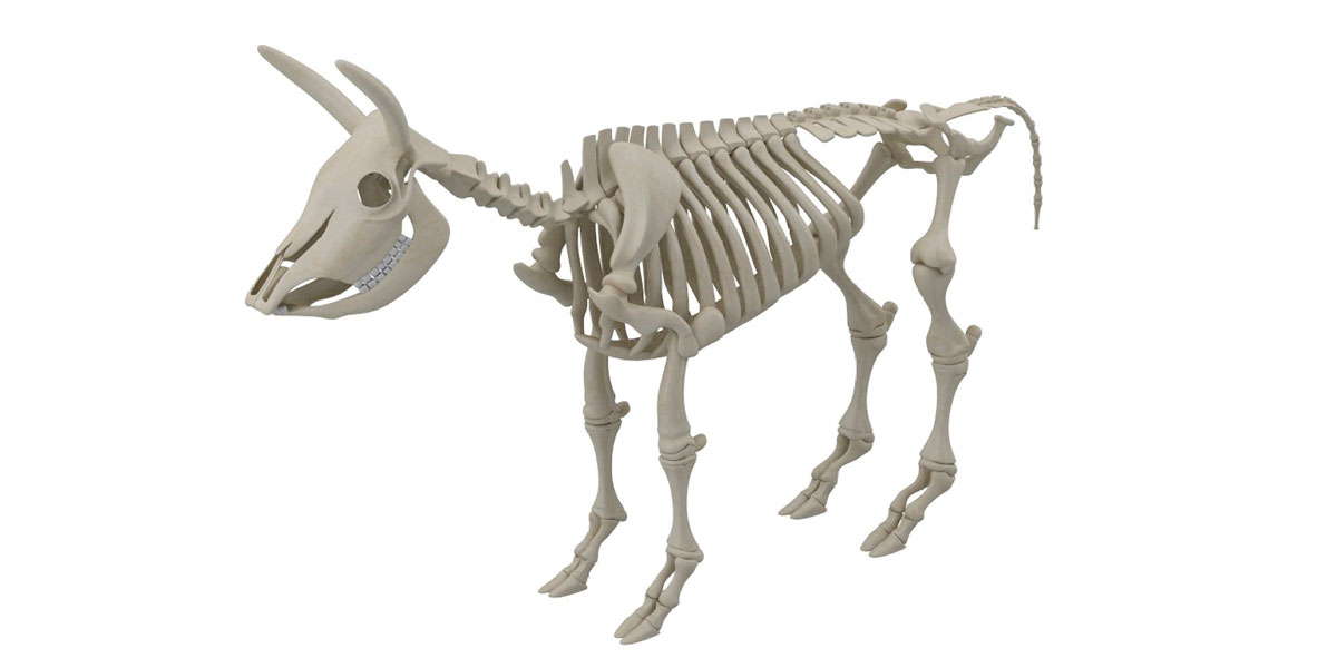 Animal Skeleton Collection 3D model – MasterBundles